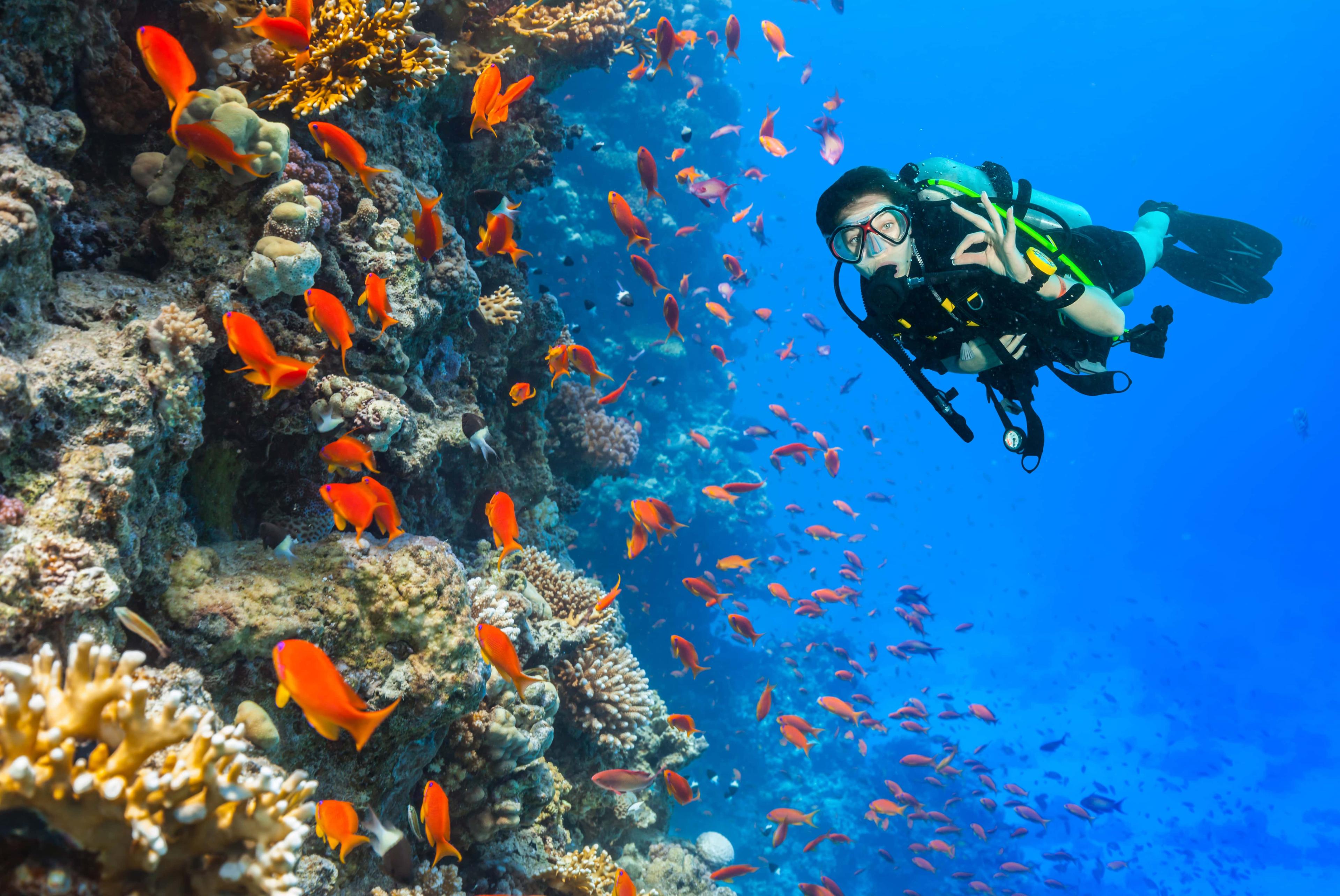 Book Scuba Diving & Snorkeling Trips 🐠 in 120+ Locations - CheckYeti